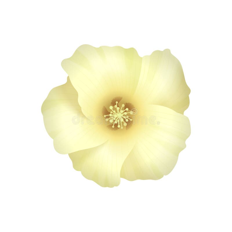 Cotton Flower Realistic Composition Stock Vector - Illustration of ...