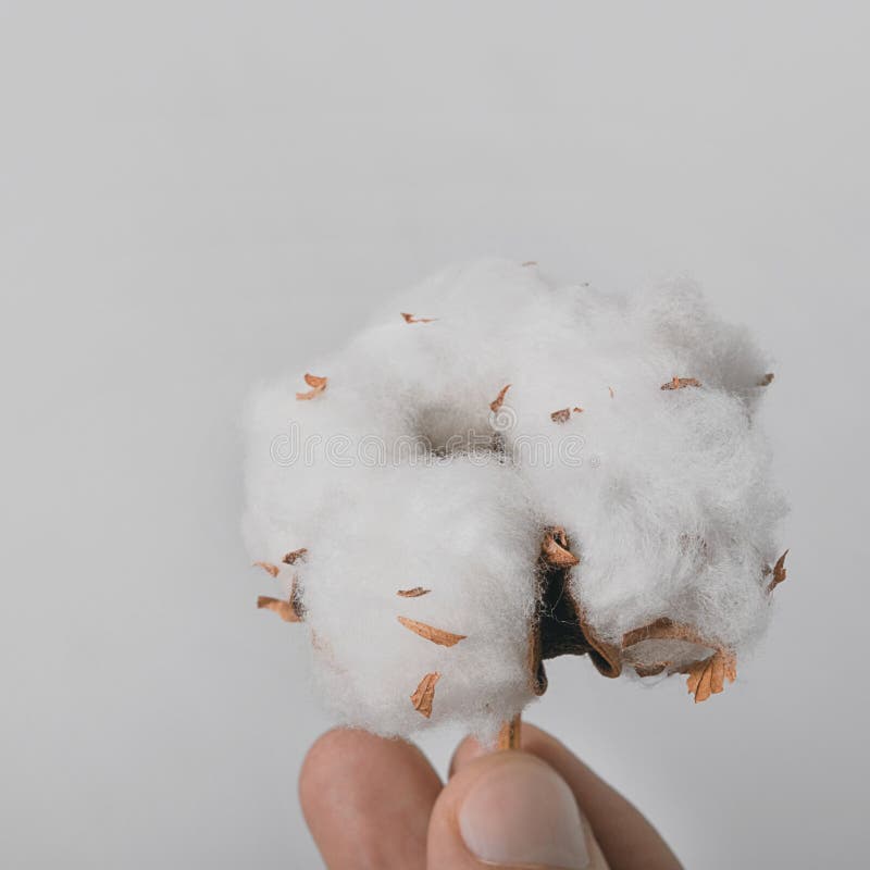 Cotton Flower on White Close Up. Hand Hold Stock Image - Image of plant ...