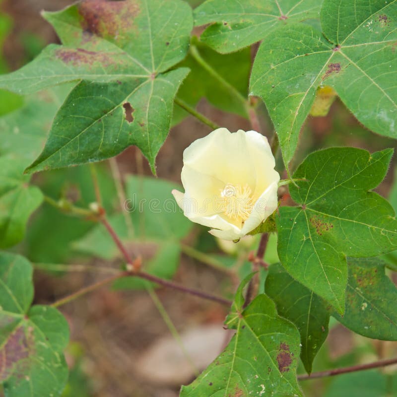 Cotton flower stock image. Image of countryside, plant - 38737675