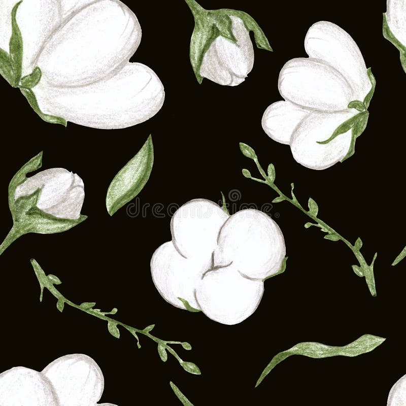 Cotton Flowers on a Black Background, Raster Hand Drawing with Colored ...