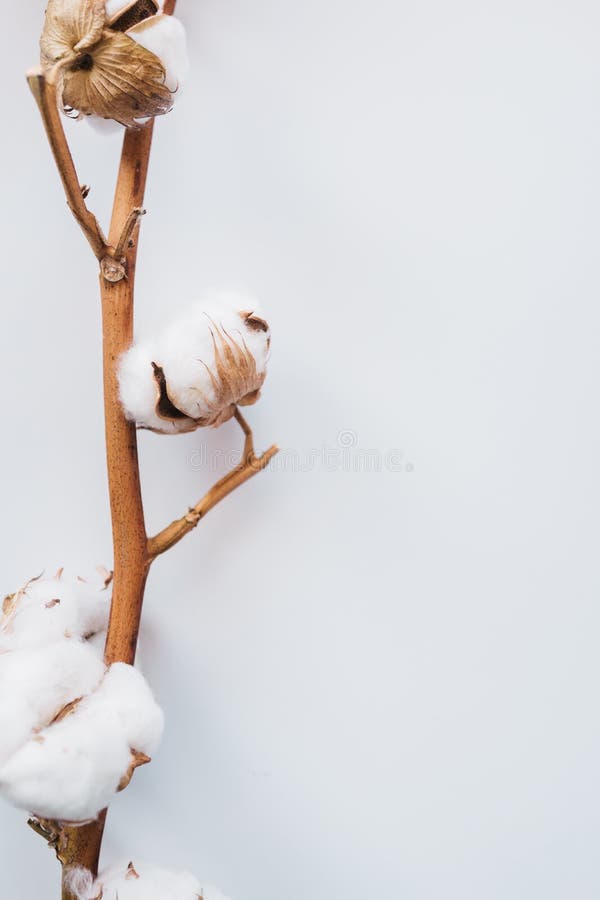 Cotton flowers stock image. Image of beauty, organic - 211735037