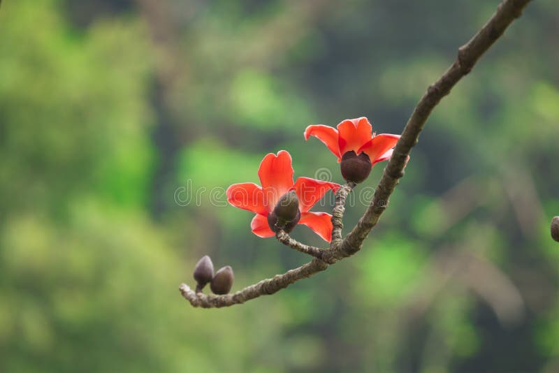 Cotton Flowers in Spring Time Stock Image - Image of cotton, farm: 23994505