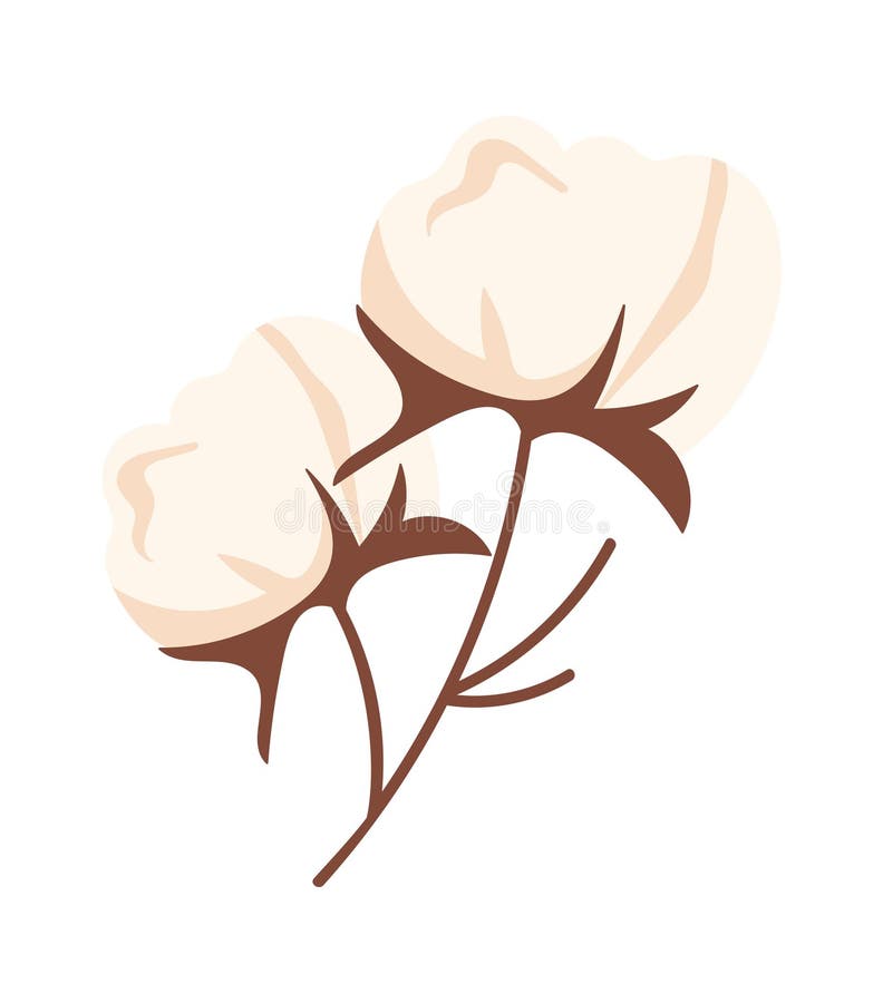 Cotton Flowers Stem stock vector. Illustration of flower - 274829456