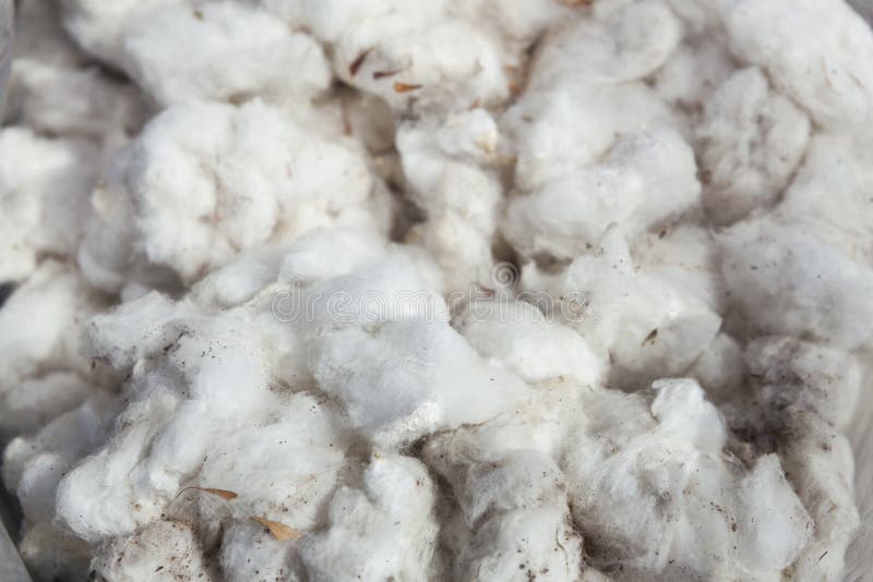 Cotton Plant Closeup Under Sunlight Stock Image - Image of close ...