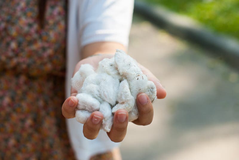 Cotton in the hands stock image. Image of luck, cotton - 36314279