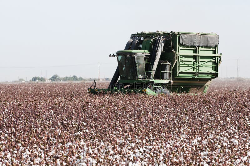 Cotton harvest stock photo. Image of plant, picking, picker - 12177816