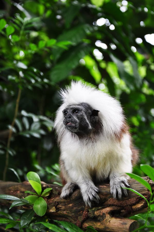 Cotton Head Tamarin Monkey on Tree Stock Image - Image of cuddly, alert ...