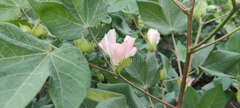 Cotton kapas proposed stock photo. Image of produce - 254819294