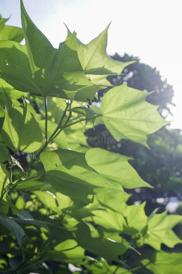 Cotton leaves stock photo. Image of branch, fiber, cotton - 218886928