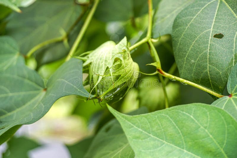 Cotton leaves stock image. Image of branch, thailand - 218887789