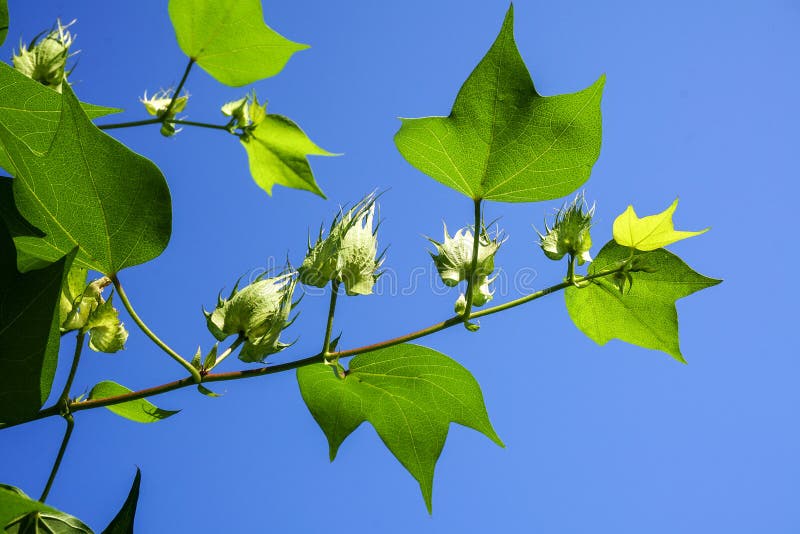 Cotton leaves stock image. Image of background, abstract - 218888051