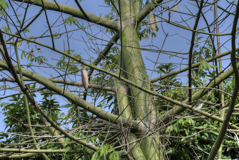 The Cotton-like Fluff Seed Pods Hanging on the Cotton Tree Branches ...