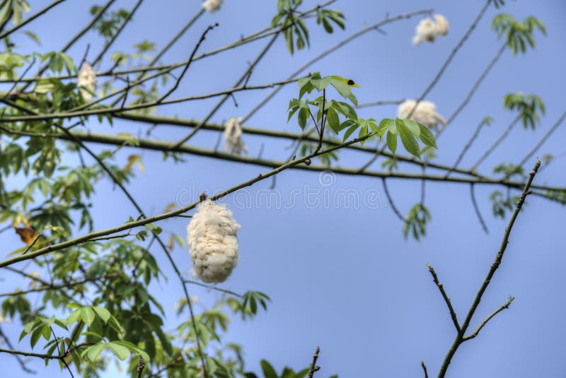 The Cotton-like Fluff Seed Pods Hanging on the Cotton Tree Branches ...