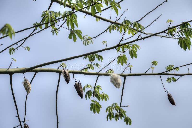 The Cotton-like Fluff Seed Pods Hanging on the Cotton Tree Branches ...