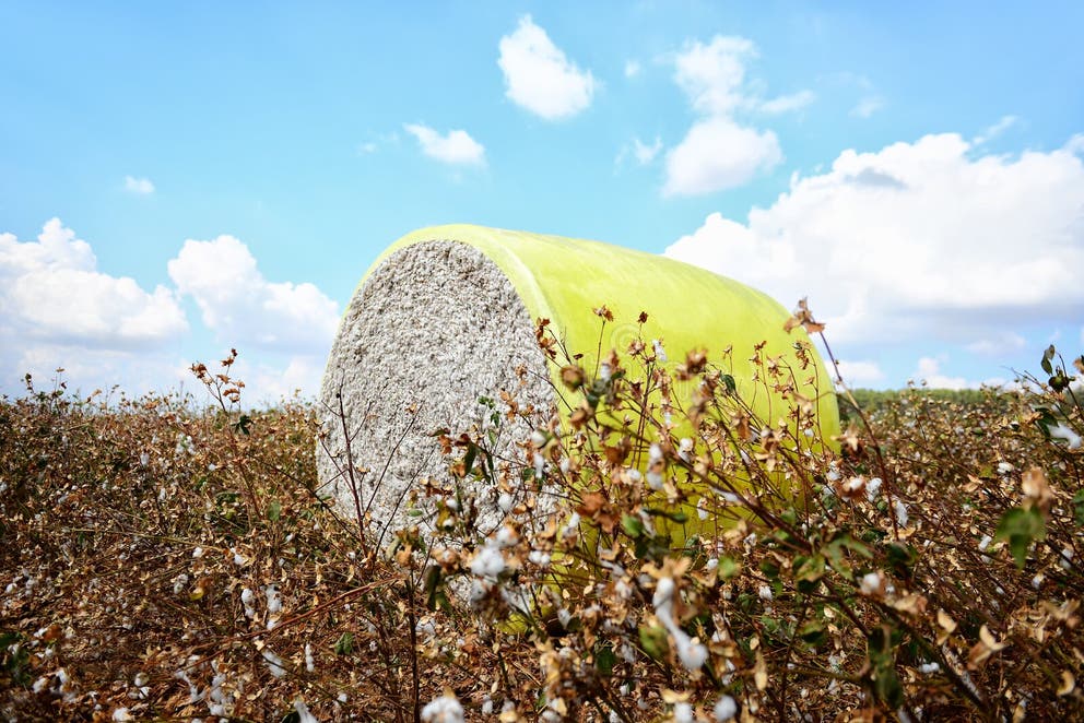 Cotton module stock photo. Image of growth, outdoors - 27020002