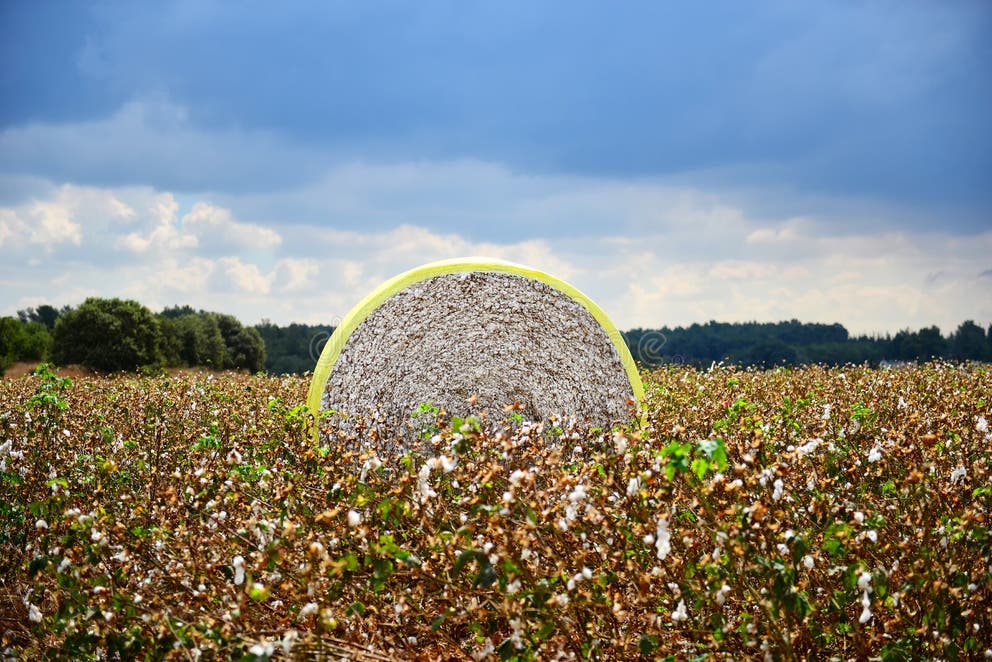 Cotton module in a field stock image. Image of clouds - 27021143