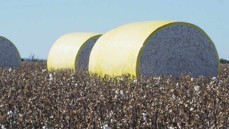 Cotton Module stock photo. Image of mature, industry, cottonfield - 7957338
