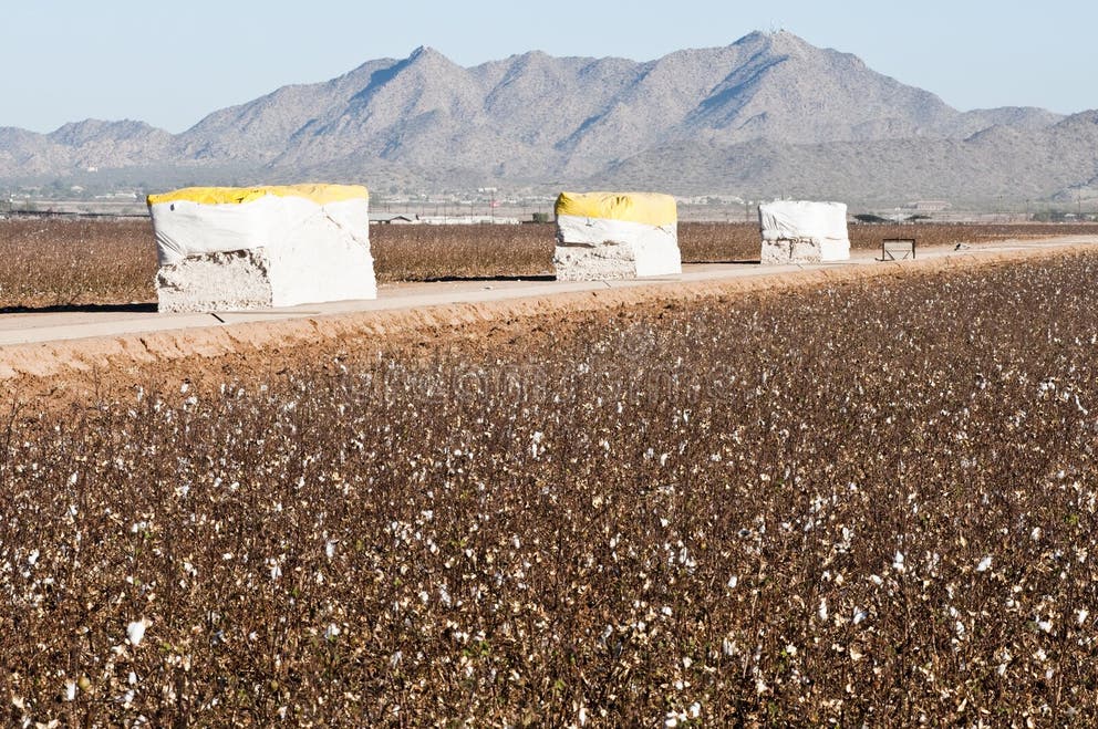 Cotton modules stock image. Image of organic, industry - 12238535