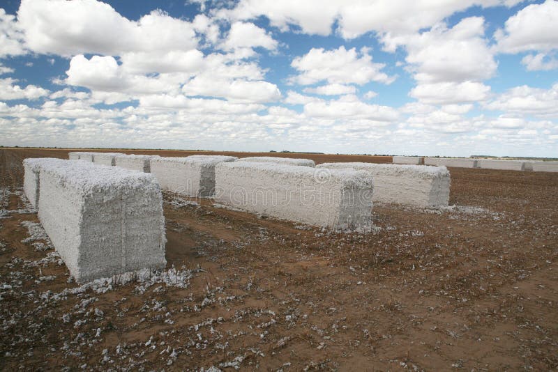 Cotton modules stock photo. Image of field, land, farmland - 16709652