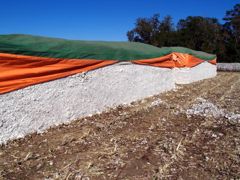 Cotton Modules stock photo. Image of crop, south, field - 7961574