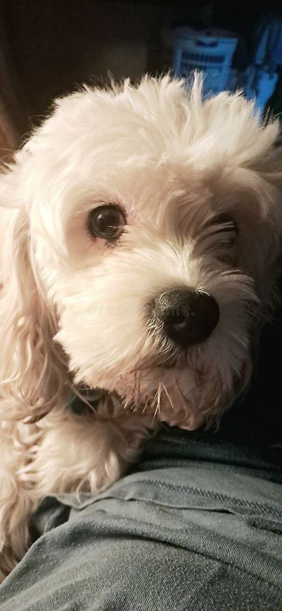 Cotton stock image. Image of carnivore, animal, puppy - 394049239