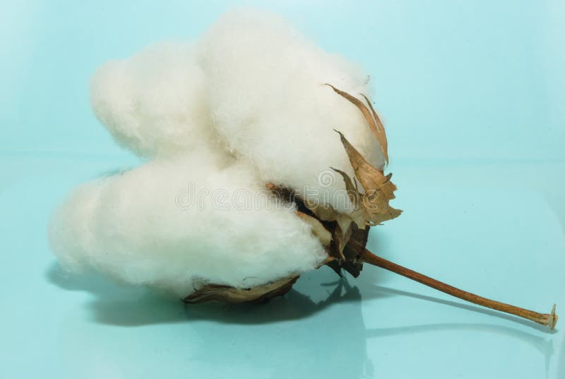 Cotton stock photo. Image of textile, softness, cultivated - 32270034
