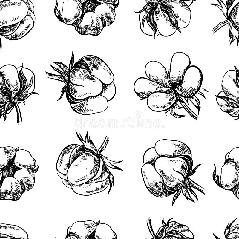 The Cotton is Organic. Seamless Black and White Pattern, Graphic Vector ...