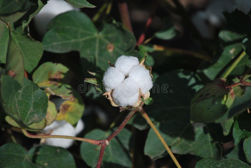 Cotton Plant Stock Photography - Image: 10914132