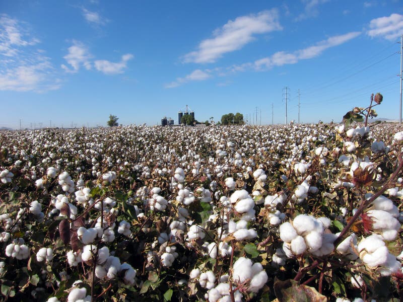 Cotton Plant stock image. Image of pants, nature, picking - 16948415