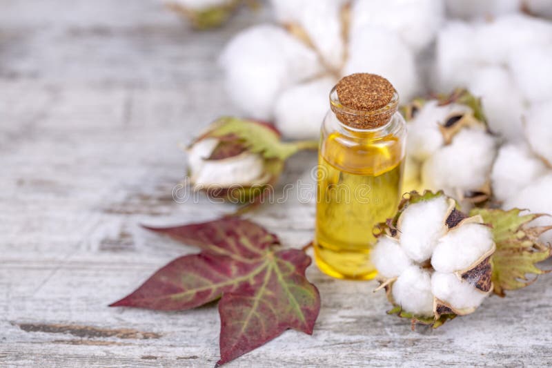 Cotton Plant Ball and Cotton Oil Stock Photo - Image of balls, closeup ...
