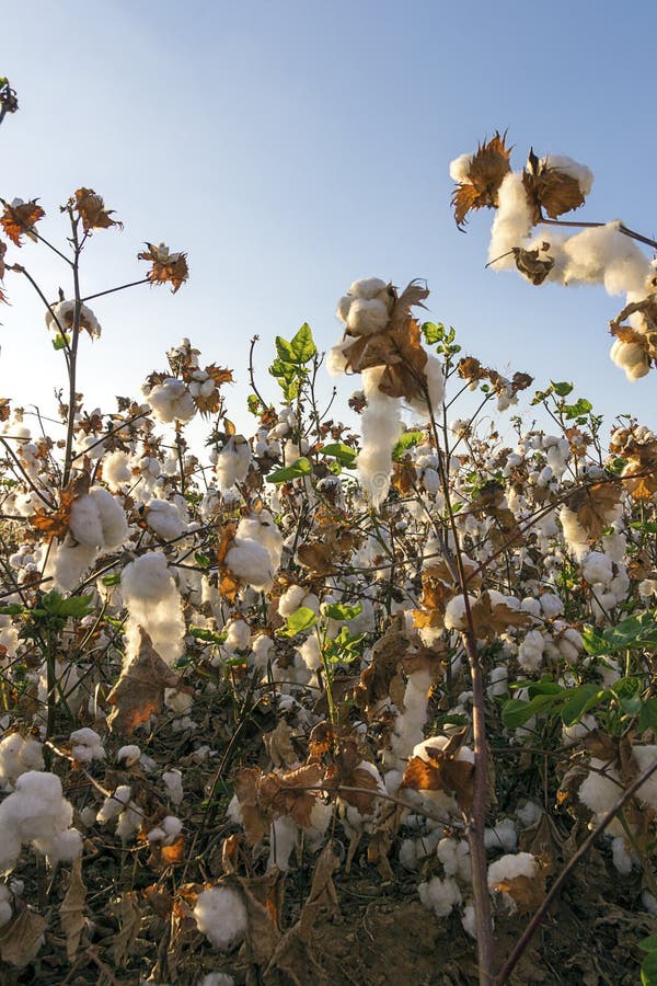 Cotton plant stock photo. Image of harvesting, plant - 34556946
