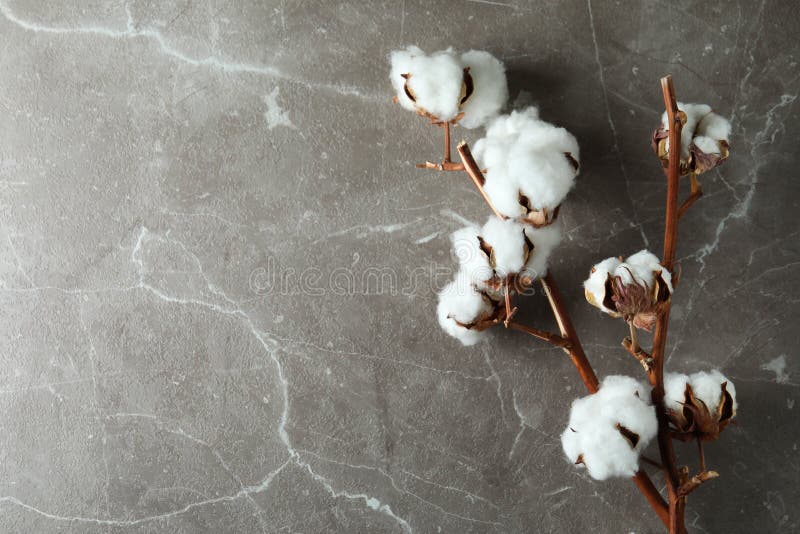 Cotton Plant Branches on Gray Textured Background, Space for Text Stock ...