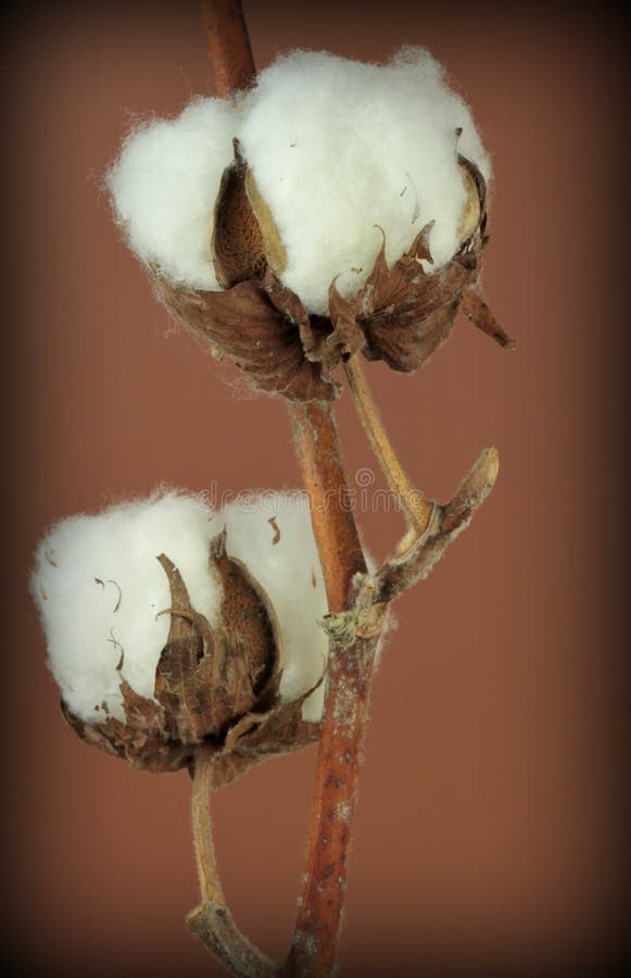 Cotton plant. Macro image stock image. Image of branch - 41416887