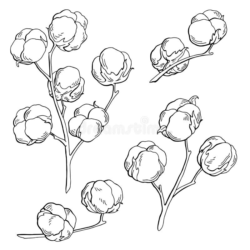Cotton Plant Graphic Black White Isolated Sketch Illustration Stock ...