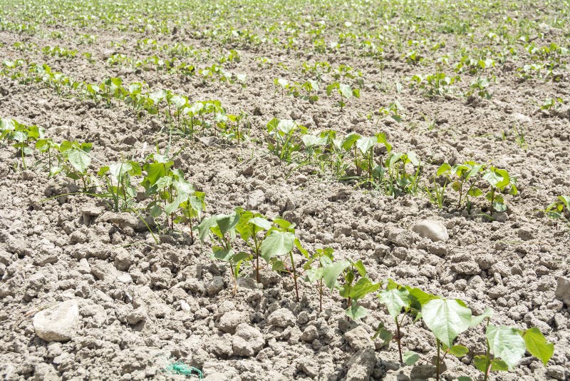 Cotton plant growing stock image. Image of fertilizer - 54854479