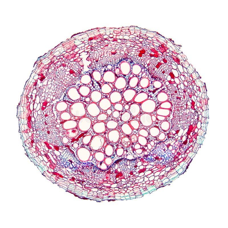 Cotton Plant Root, Cross Section Und a Light Microscope Stock Image ...