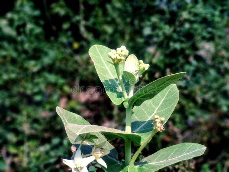 Cotton plant stock photo. Image of cotton, nature, plant - 134201456