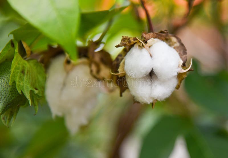 Cotton Plant - Cotton Tree Flower Stock Photo - Image of flower, soft ...
