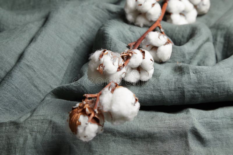 Cotton Plant with White Flowers on Grey-green Cloth Backdrop Stock ...