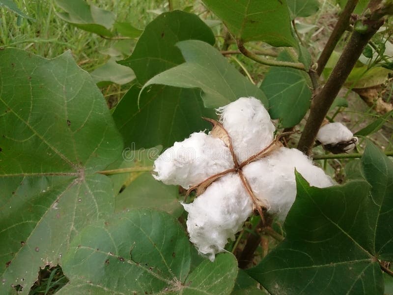 Cotton Puppy! stock image. Image of plants, garments - 44137369