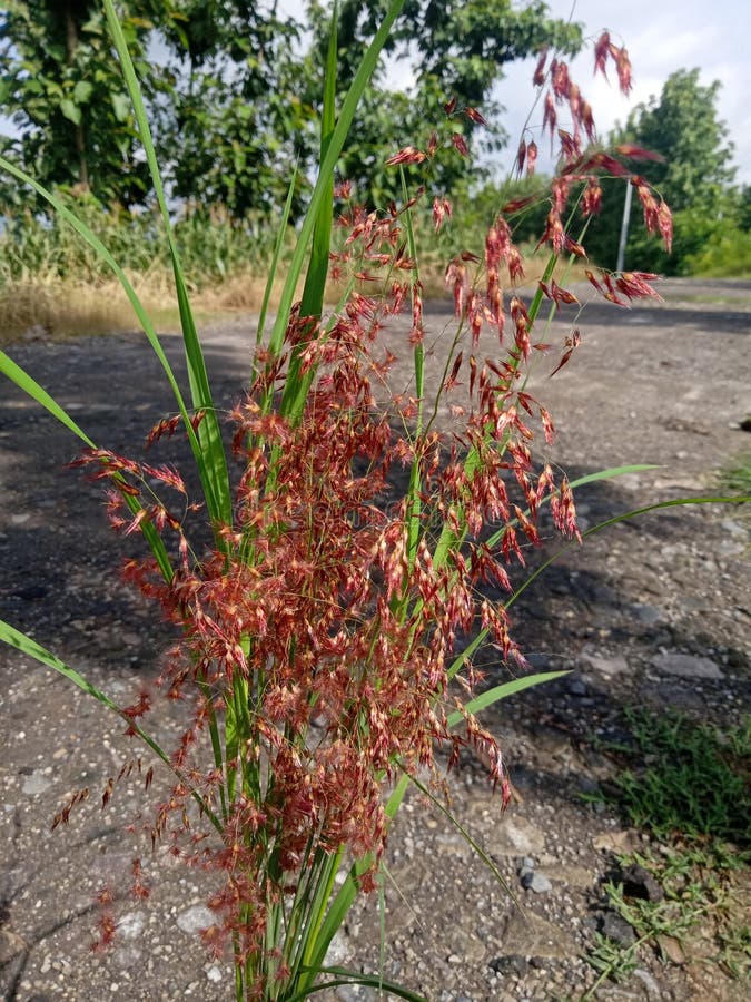 Cotton Rice Plants Grow on the Side of the Road Stock Photo - Image of ...
