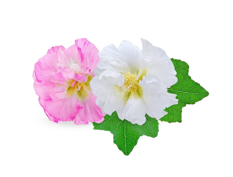 Cotton Rose Flower Isolate on White Stock Photo - Image of color ...