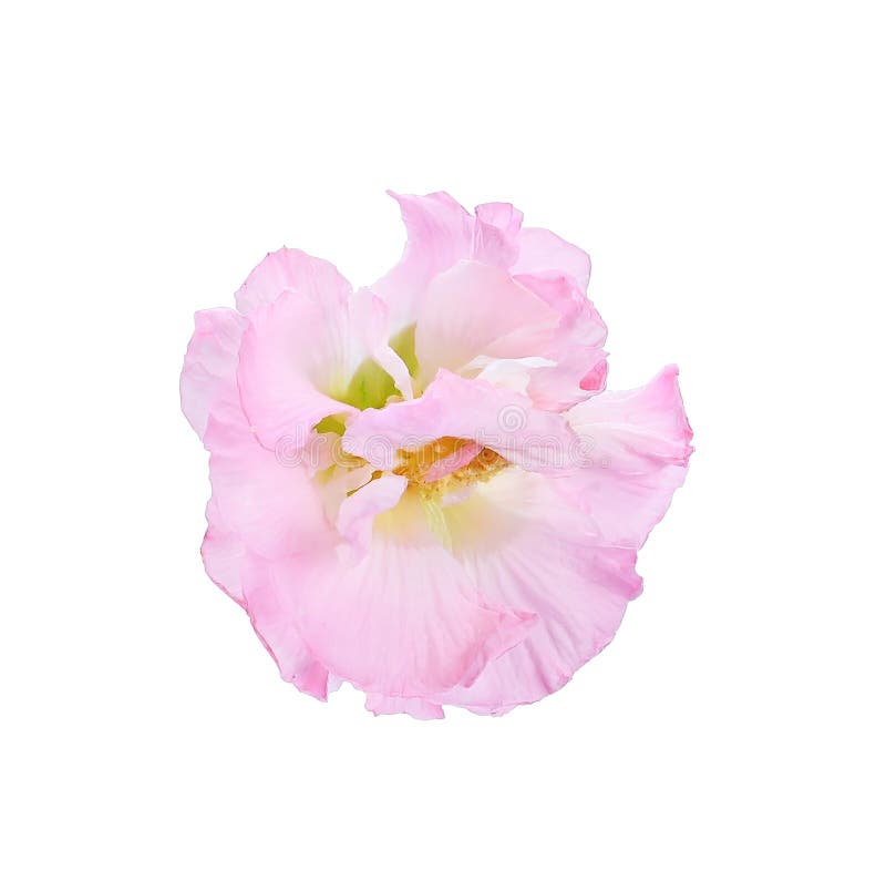 Cotton Rose Flower Isolate on White Stock Image - Image of garden ...