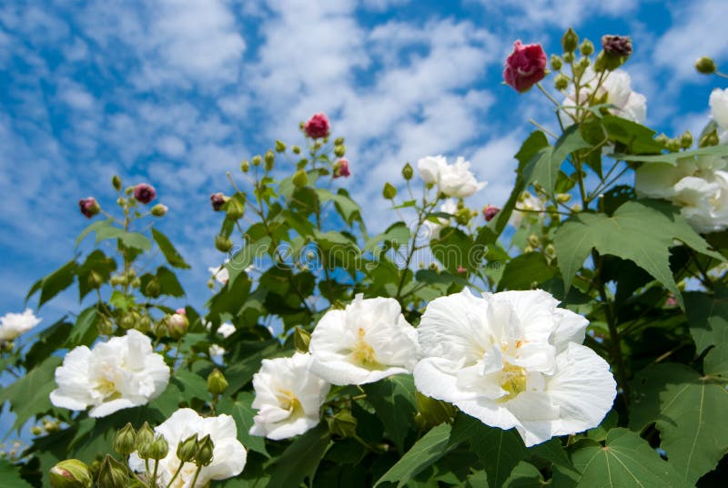 Cotton Rosemallow Hibiscus Muttabilis Flowers. Stock Photo - Image of ...