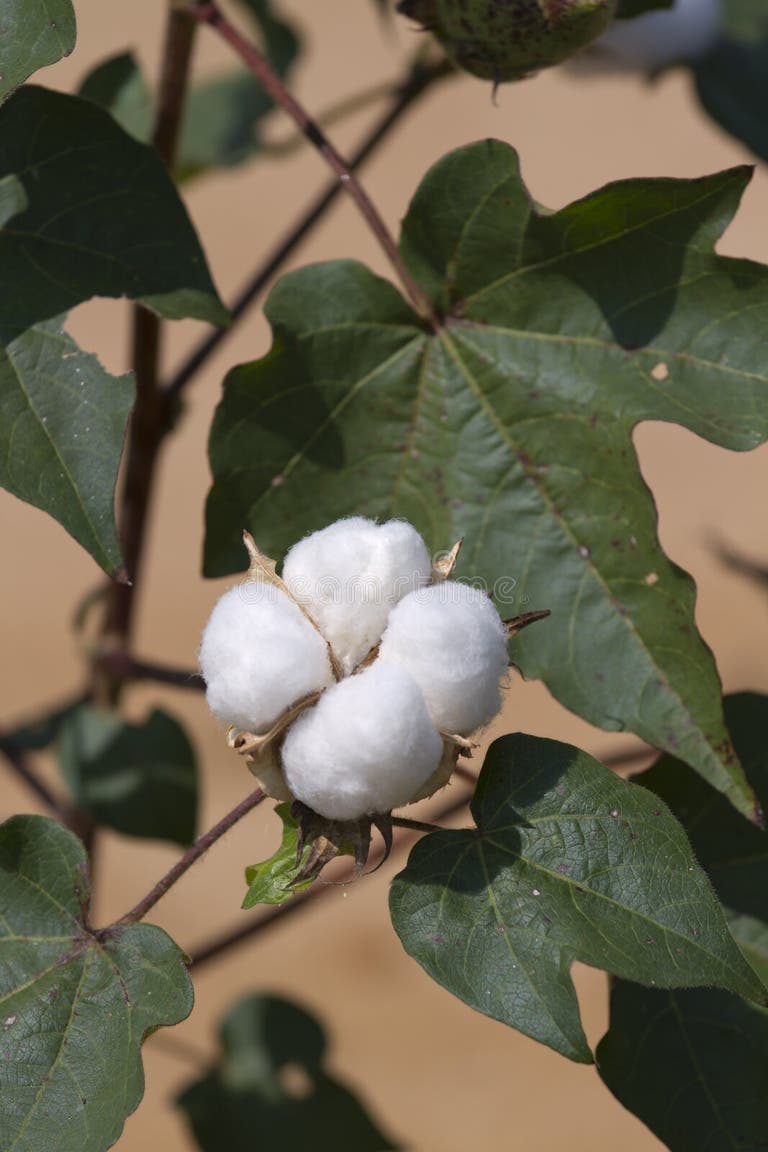 957 Cotton Pods Stock Photos - Free & Royalty-Free Stock Photos from ...