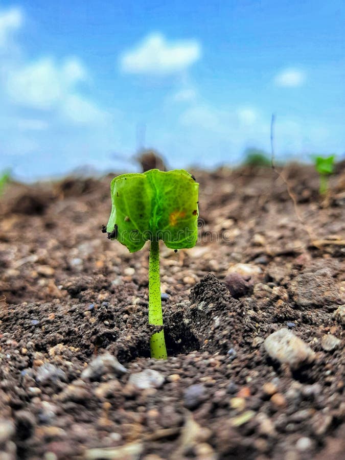 Four Sprouting Stock Photos - Free & Royalty-Free Stock Photos from ...