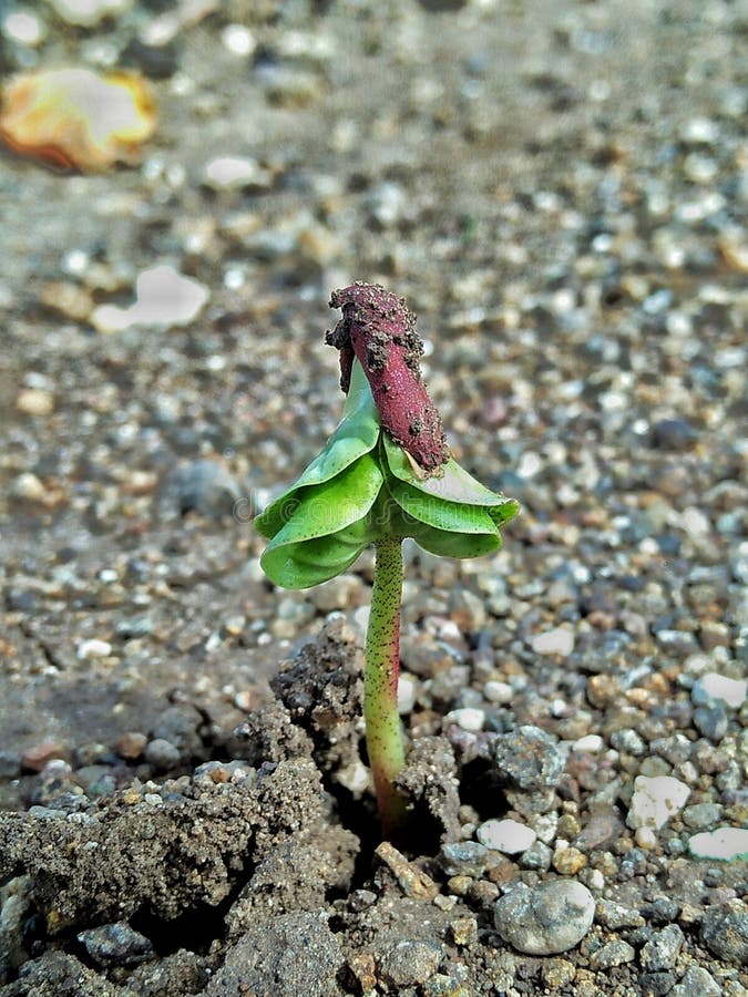 Four Sprouting Stock Photos - Free & Royalty-Free Stock Photos from ...