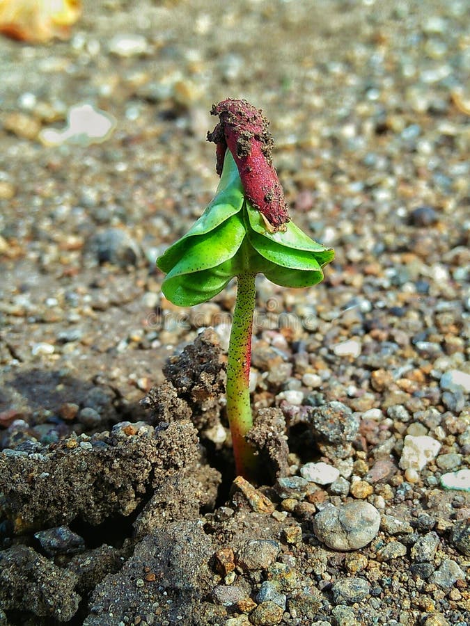 Four Sprouting Stock Photos - Free & Royalty-Free Stock Photos from ...