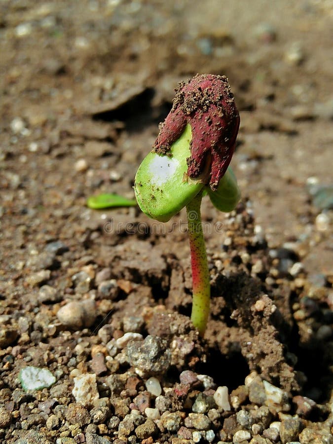 Four Sprouting Stock Photos - Free & Royalty-Free Stock Photos from ...