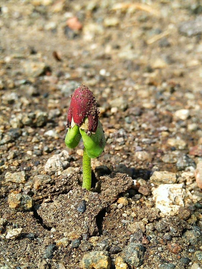 Four Sprouting Stock Photos - Free & Royalty-Free Stock Photos from ...